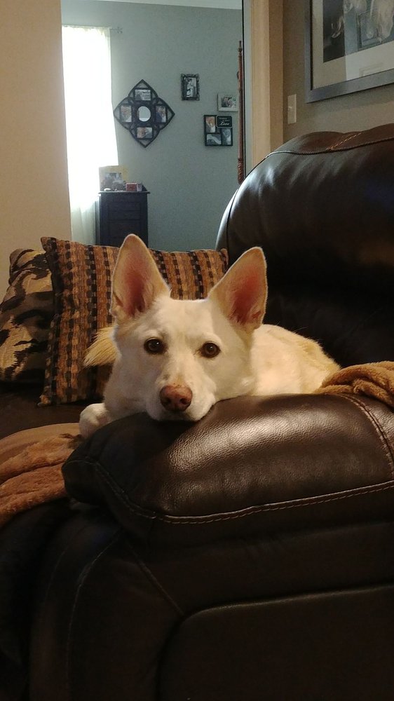 TRIAD ANIMAL HOSPITAL - Updated October 2025 - 719 Gralin St ...