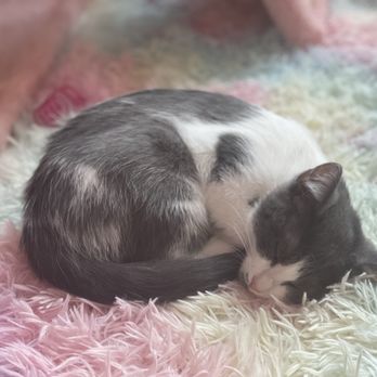 CAT DADDY CAT CAFE - Updated December 2025 - 30 Photos - 2533 US-176 ...