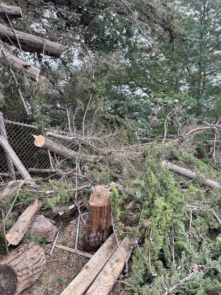 CONTRA COSTA TREE & STUMP REMOVAL - Updated October 2025 - 30 Photos ...
