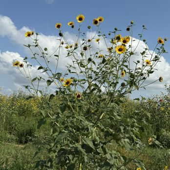 FORT BEND COUNTY LIBRARY FULSHEAR BRANCH - Updated October 2025 - 25 ...