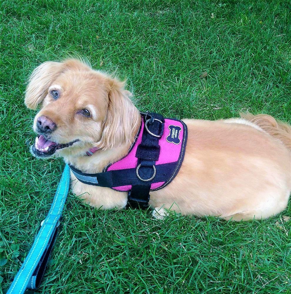 POOCHINI PET GROOMING - Updated December 2024 - 44 Photos & 69 Reviews ...