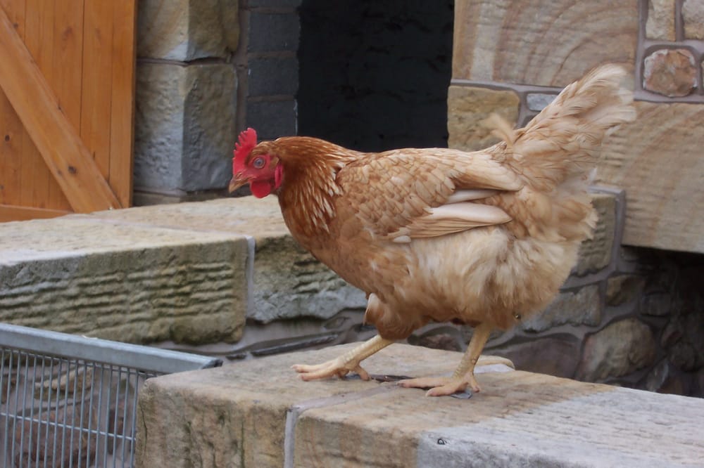 OLD HOLLY FARM - Updated February 2025 - Cabus Nook Lane, Preston ...