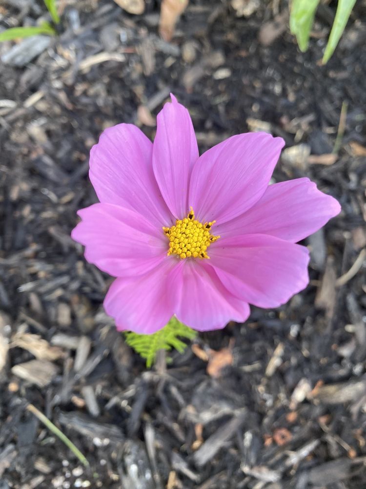 JOHN GASKO & SON FARM AND GREENHOUSE - Updated October 2025 - 113 ...