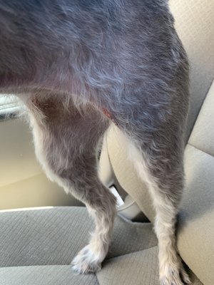 CUTE CUTS FOR MUTTS - Updated May 2025 - 47 Photos & 37 Reviews - 3460 ...