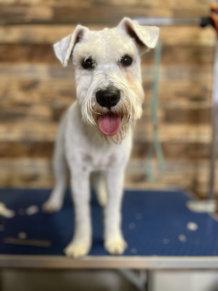 NC PAWS BY MILIANNE - Updated October 2025 - Davenport, Florida - Pet ...