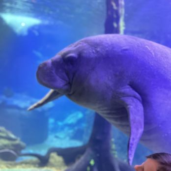 THE DALLAS WORLD AQUARIUM - 3392 Photos & 1191 Reviews - 1801 N Griffin ...