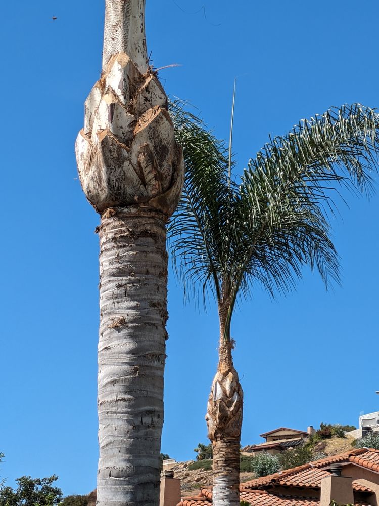 SA TREE CARE & MAINTENANCE - Updated July 2025 - 64 Photos - Escondido ...