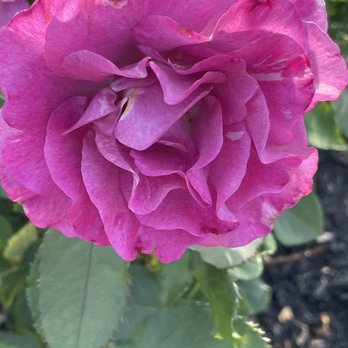 MAPLEWOOD ROSE GARDEN - Updated October 2025 - 109 Photos & 11 Reviews ...