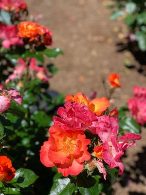 ESTHER SHORT PARK - Updated January 2026 - 146 Photos & 52 Reviews ...