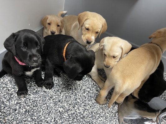 911 VET CARE - Updated December 2025 - 108 Photos & 313 Reviews - 42053 ...