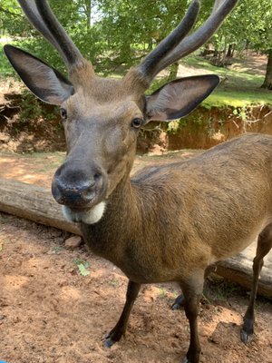 CHEROKEE TRACE DRIVE THRU SAFARI - Updated June 2025 - 211 Photos & 64 ...