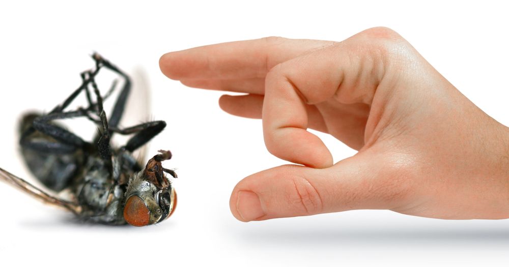 BUG DOCTOR PEST CONTROL - Updated August 2025 - Greenbank, Washington ...