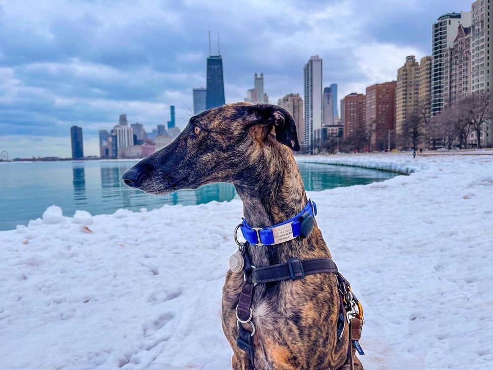 VCA BLUM ANIMAL HOSPITAL - Updated August 2025 - 24 Photos & 405 ...