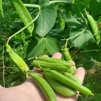 THERA FARMS - Updated May 2026 - 118 Photos & 26 Reviews - 1705 ...