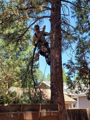 JOSH BOGGS TREE SERVICE - Updated October 2025 - 32 Photos - Show Low ...