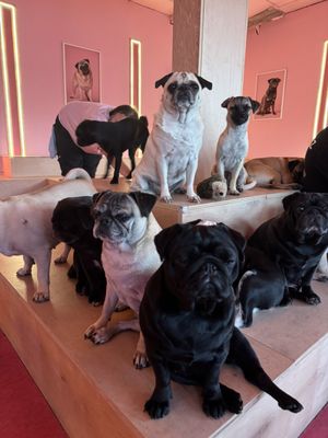 CUPPA PUG - Updated November 2024 - 39 Photos & 11 Reviews - 607 W 9th ...