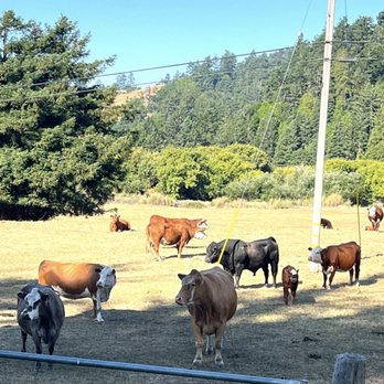 CASINI RANCH FAMILY CAMPGROUND - Updated April 2025 - 554 Photos & 600 ...