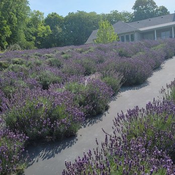SUNSET RIDGE LAVENDER FARM - Updated December 2025 - 17 Photos - 6360 ...