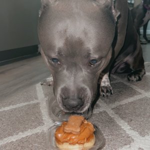 THE SNEAKY BEAGLE - 192 Photos & 148 Reviews - 5040 Carolina Forest ...