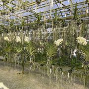 RF ORCHIDS - 633 Photos & 64 Reviews - 28100 SW 182nd Ave, Homestead ...