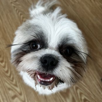 GRUBBY DOGS - Updated June 2024 - 98 Photos & 161 Reviews - 26612 ...