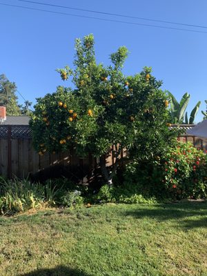 BRAD’S FRIENDLY TREE SERVICE - Updated January 2026 - 22 Photos & 12 ...