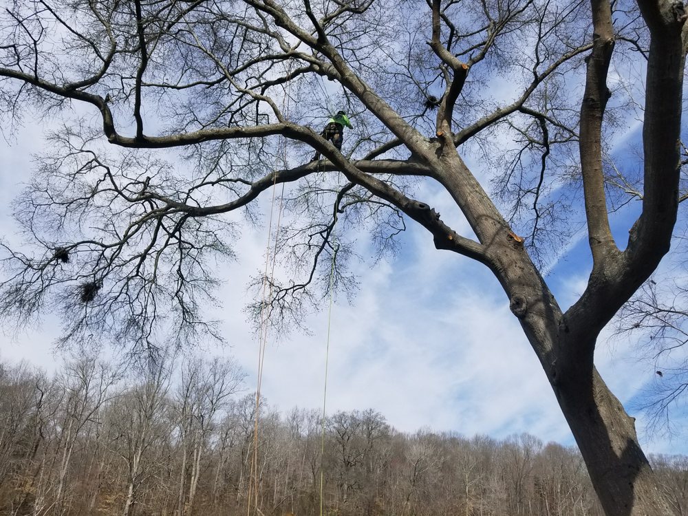 DEEP ROOTS TREE SERVICE - Updated October 2025 - 18 Photos - Lake Wylie, South Carolina - Tree ...