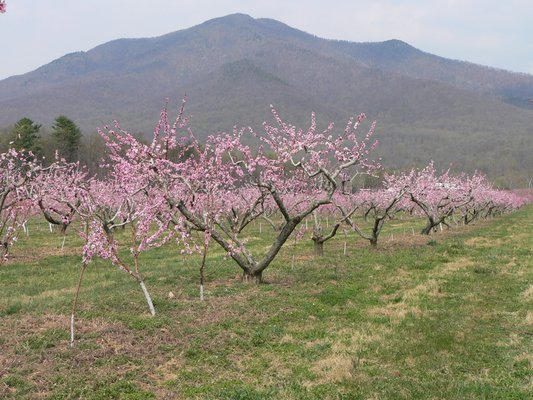 GROSS’ ORCHARD - 13 Photos & 12 Reviews - 6808 Wheats Valley Rd ...