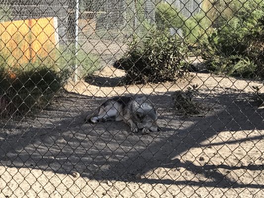 WOLF CONNECTION - Updated December 2025 - 53 Photos & 20 Reviews ...