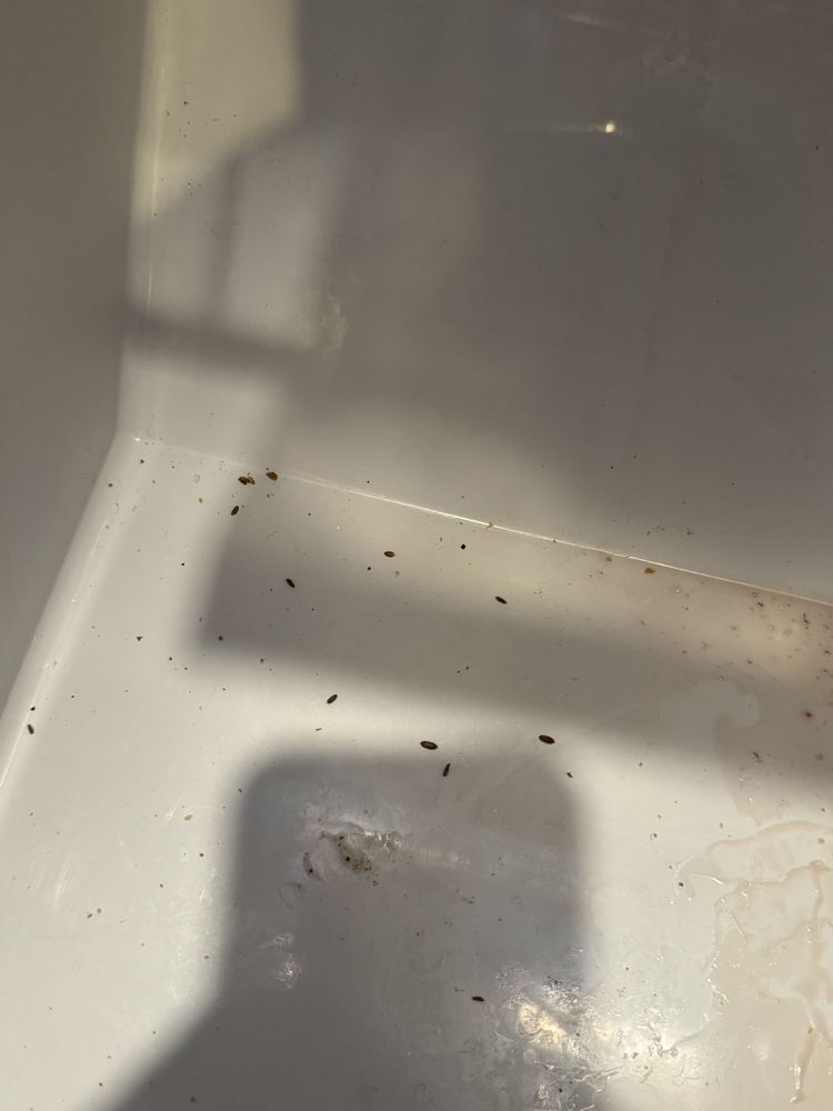 SOLIS APARTMENTS - Updated July 2025 - 1985 Needmore Rd, Clarksville ...