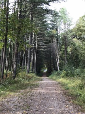 NAUGATUCK STATE FOREST - Updated November 2025 - 14 Photos - Buswell St ...