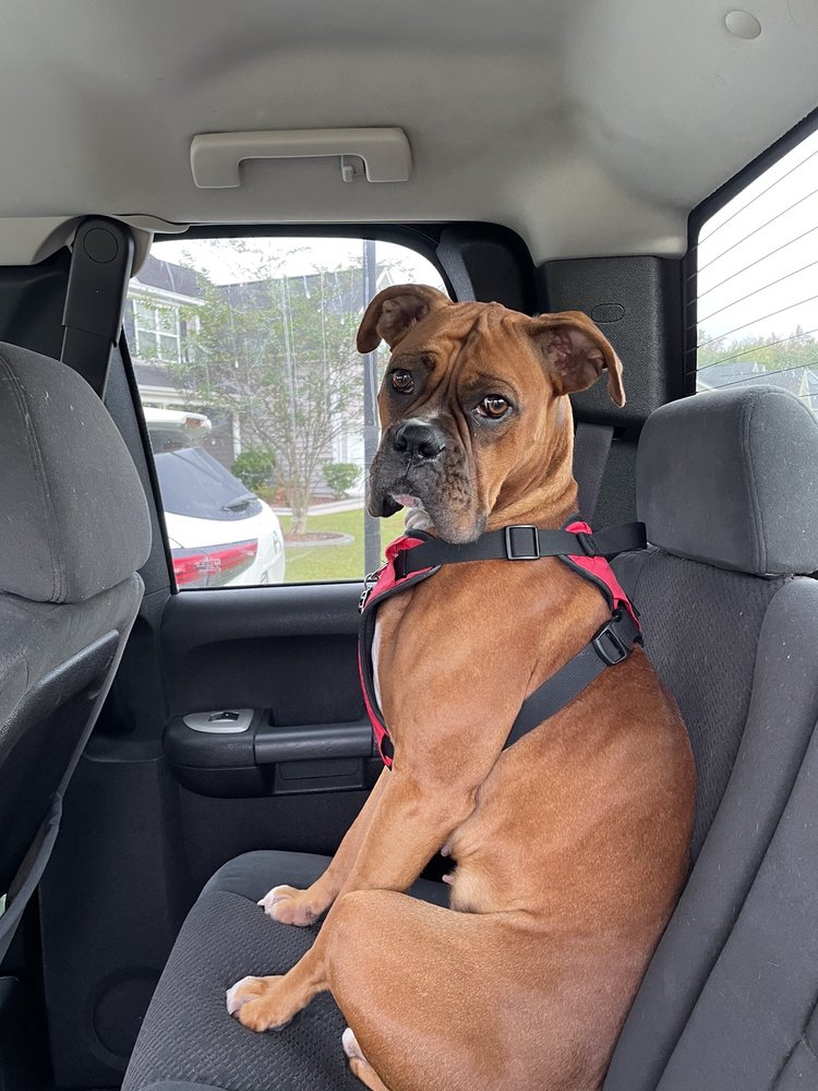 IN THE DOG HOUSE - Updated January 2025 - 42 Photos & 35 Reviews - 1032 ...