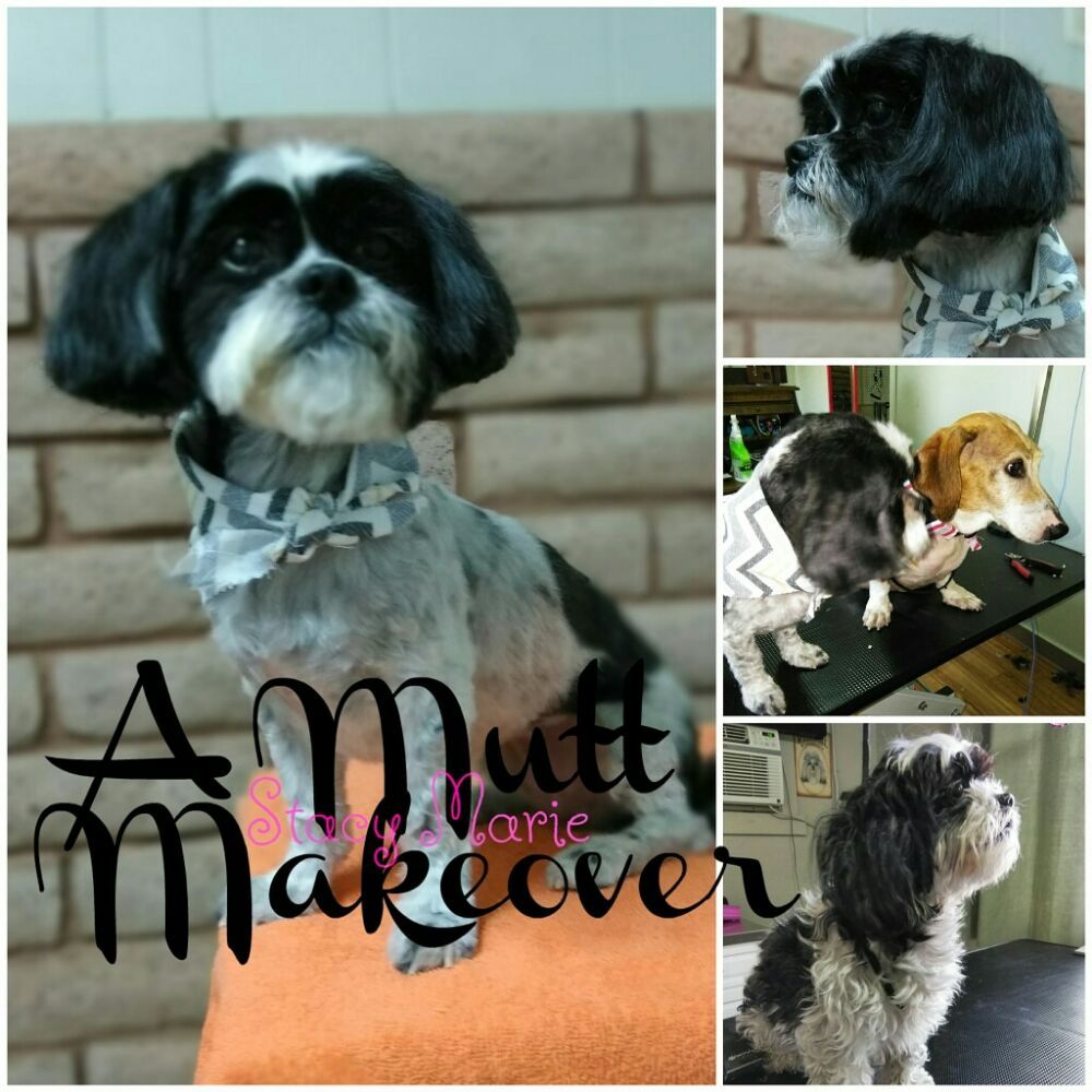 A MUTT MAKEOVER - Updated December 2025 - 17 Photos - 1404 E Evans Ave ...