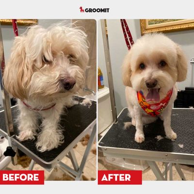 GROOMIT - Updated June 2024 - 265 Photos & 283 Reviews - New York, New ...