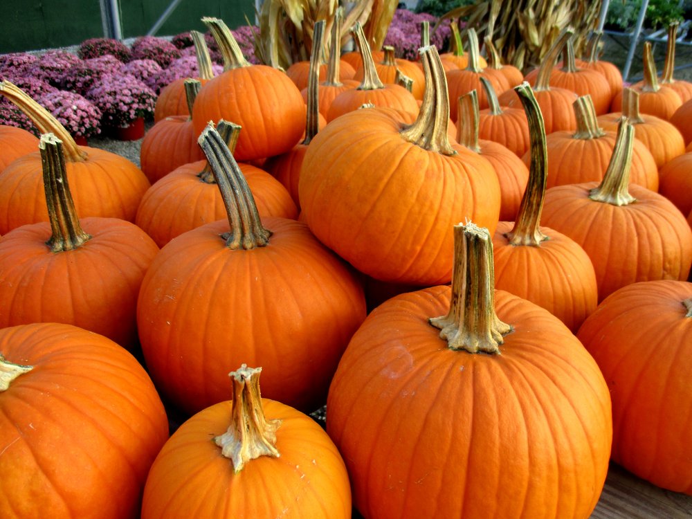 MAYS GREENHOUSE - Updated September 2025 - 33 Photos & 21 Reviews ...