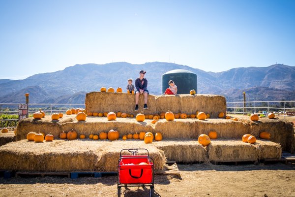 PRANCERS FARM - Updated October 2025 - 161 Photos & 50 Reviews - 18540 ...