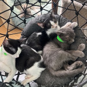 TOE BEANS AND DREAMS ADOPTION CAFE - 126 Photos & 27 Reviews - 98-199 ...