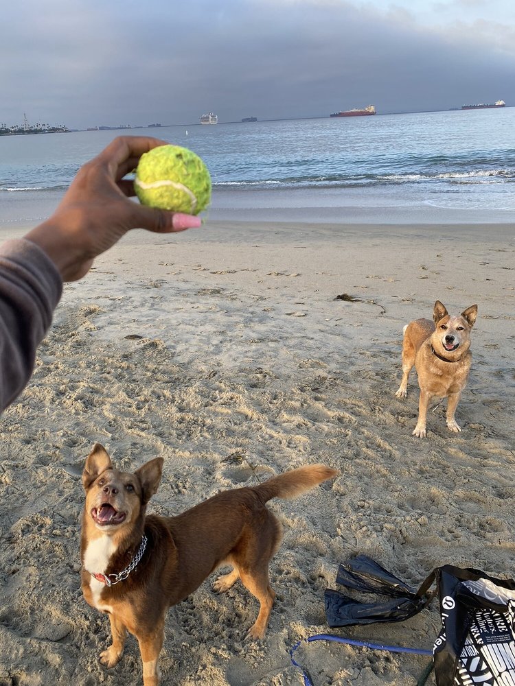 BRITTANY’S LAVISH POOCHES - 36 Photos - San Fernando Valley, California ...