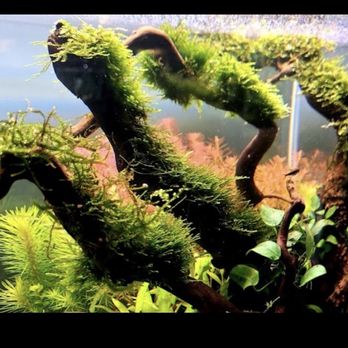 CUBOID NATURE AQUARIUM - Updated October 2025 - 36 Photos & 17 Reviews ...