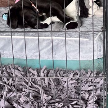 AHIMSA DOG TRAINING - Updated January 2026 - 57 Photos & 212 Reviews ...