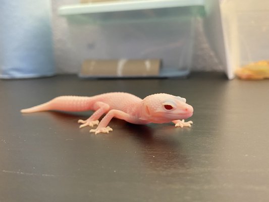 UNDERGROUND REPTILES - Updated October 2025 - 302 Photos & 273 Reviews ...