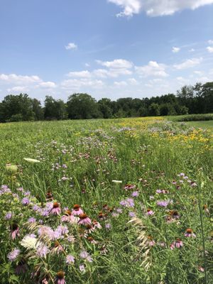 SPRINGBROOK PRAIRIE FOREST PRESERVE - 121 Photos & 34 Reviews - 83RD ...
