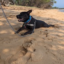 MAUI HUMANE SOCIETY - Updated January 2026 - 153 Photos & 59 Reviews ...