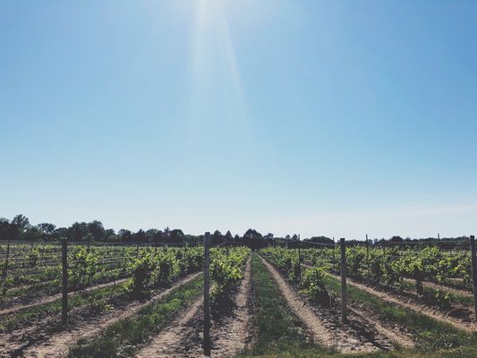 FIRELANDS WINERY - Updated June 2024 - 62 Photos & 42 Reviews - 917 ...