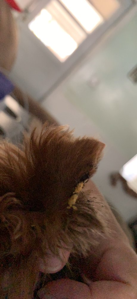 CRITTERS CORNER PET SHOP - Updated May 2024 - 110 Wallace Rd, New Smyrna Beach, Florida - Pet ...