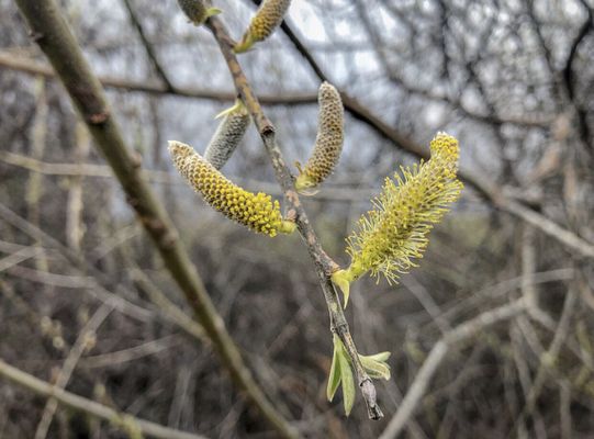 SATWIWA NATIVE AMERICAN INDIAN CULTURE CENTER - 74 Photos & 12 Reviews ...