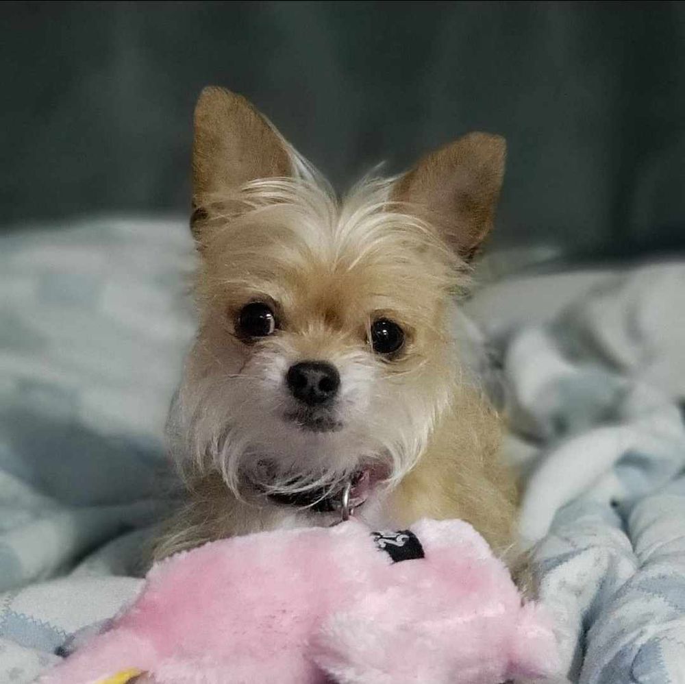 MUTT MANNERS DOG TRAINING - Updated October 2025 - Request Consultation ...