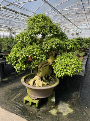 BRUSSEL’S BONSAI NURSERY - Updated December 2025 - 64 Photos & 42 ...