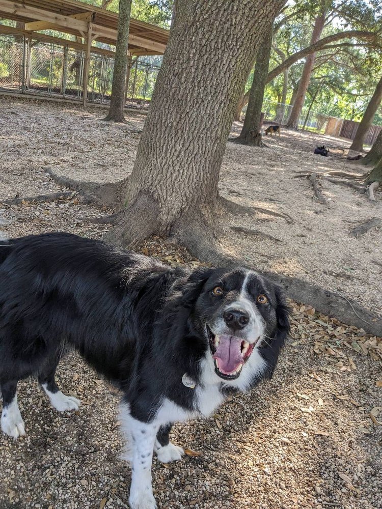 SEA PAWS DOG RESORT - Updated December 2025 - 13 Photos & 13 Reviews ...