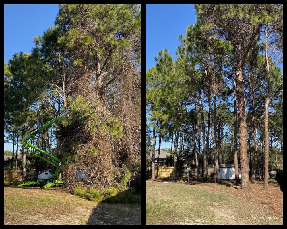 TREEWORKS - Updated March 2025 - 22 Photos & 10 Reviews - 8073 San ...